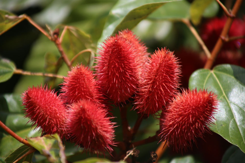 Nome Cientifico Do Urucum - RETOEDU