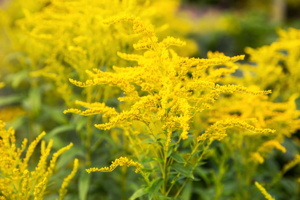 Tango: uma planta rizomatosa