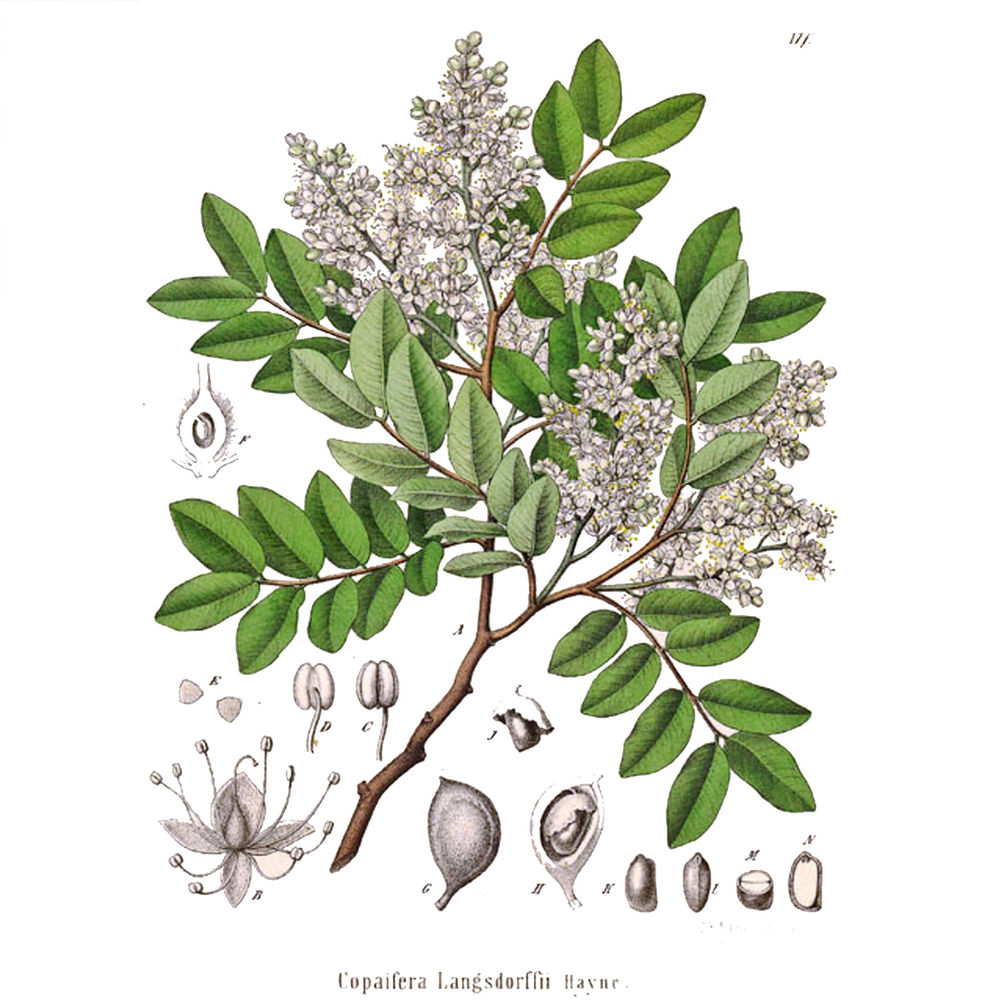 Copaíba: uma árvore terapêutica