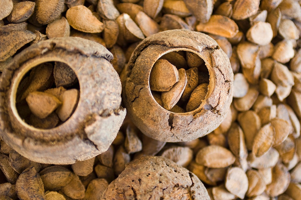 Castanheira-do-brasil: uma gigante da Amazônia