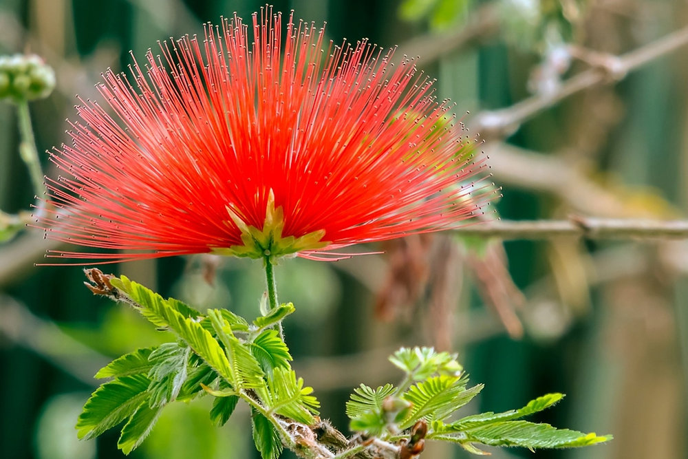 A beleza das caliandras