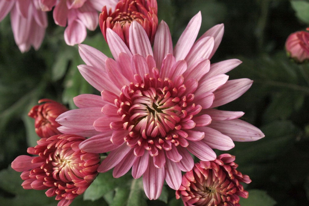 Crisântemos: um espetáculo de cores e variedades