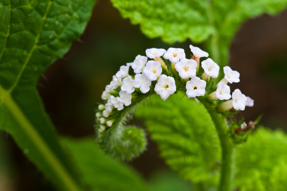 Conheça o gervão-branco