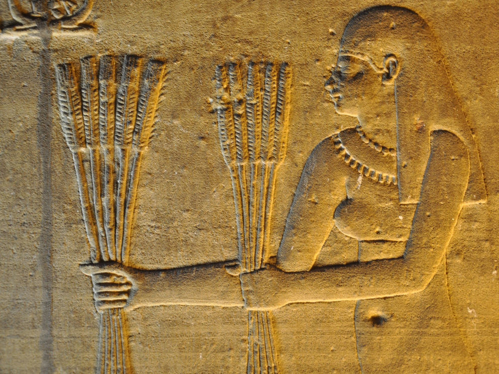 A história do trigo