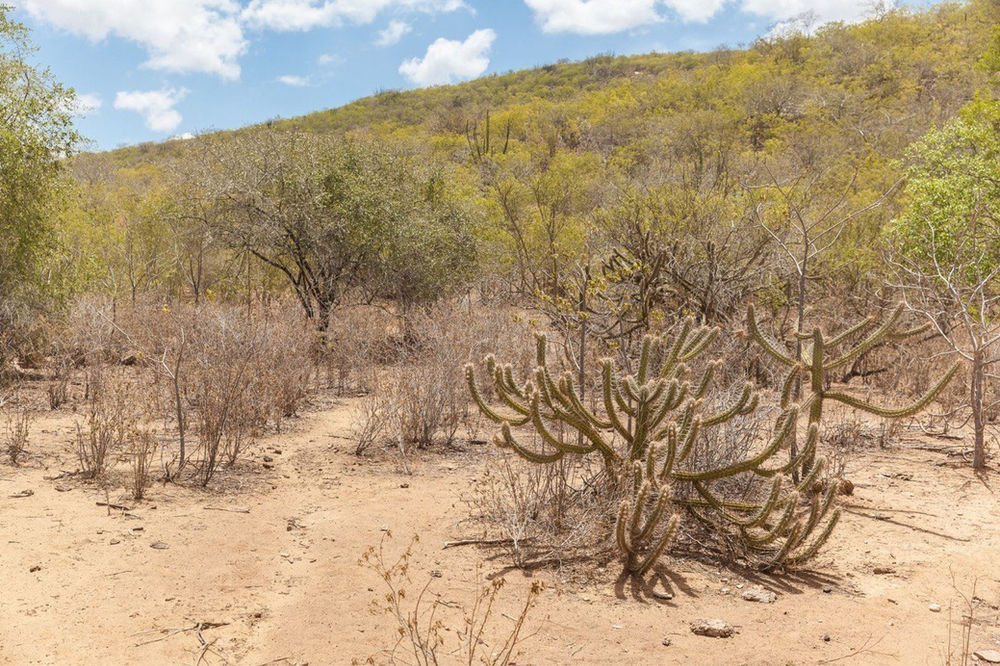 Cartilhas: Conheça e conserve a Caatinga