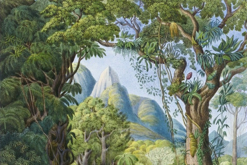 17 de Abril - Dia Nacional da Botânica