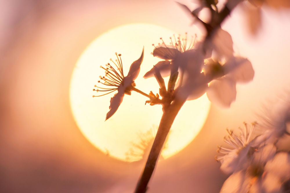 A história da primavera