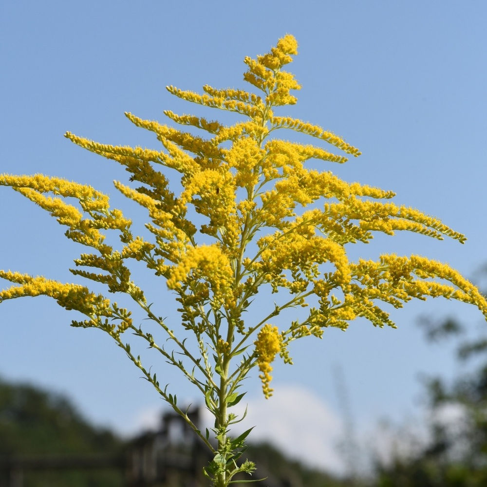 Tango: uma planta rizomatosa