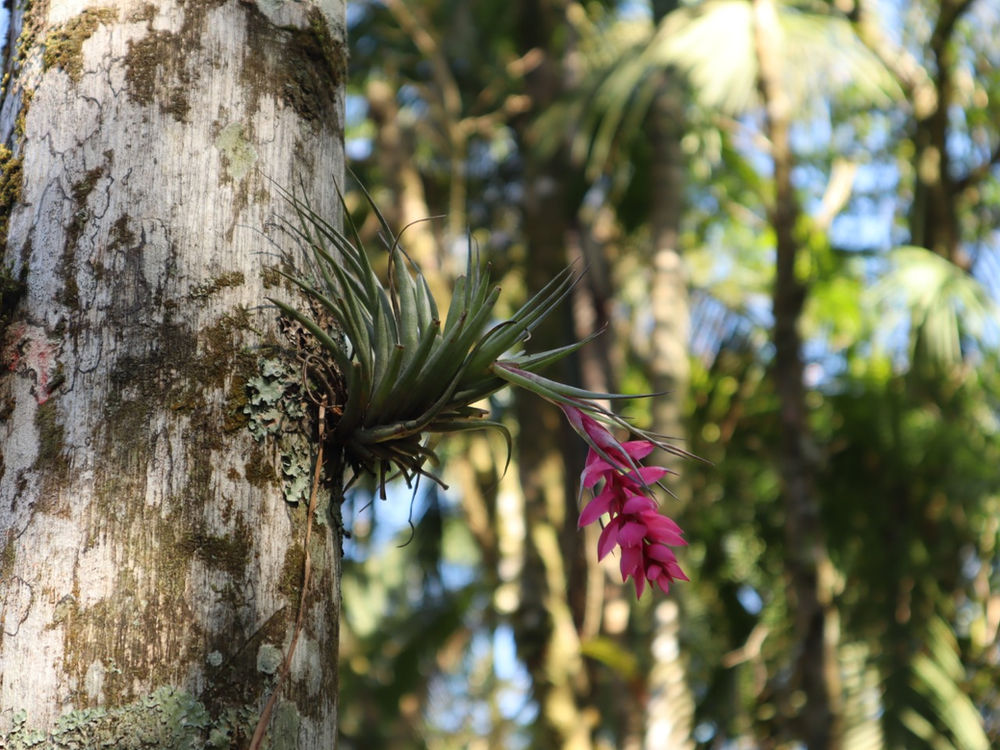 Tillandsia: conheça essa planta epífita