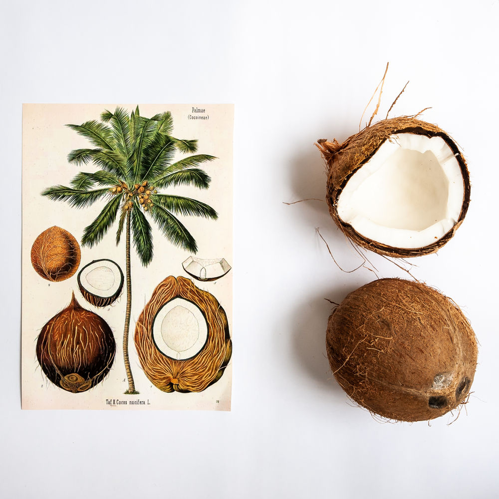 Coqueiro: uma planta muito versátil