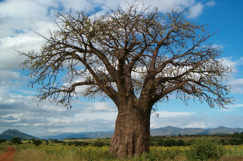 Malvaceae: a família dos hibiscos, paineiras e baobás