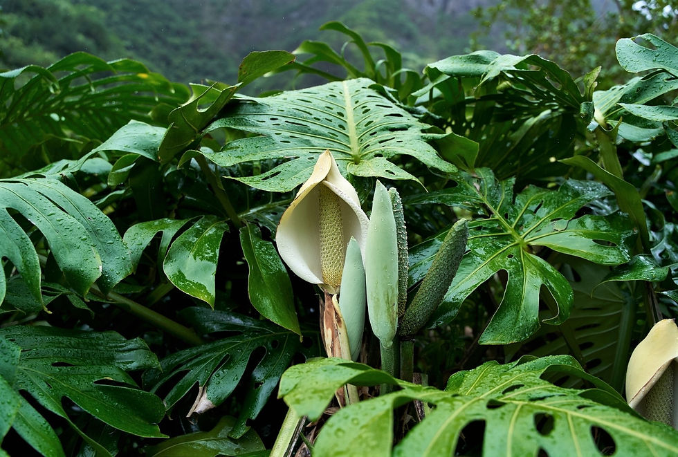 Monstera deliciosa: a popular costela-de-adão