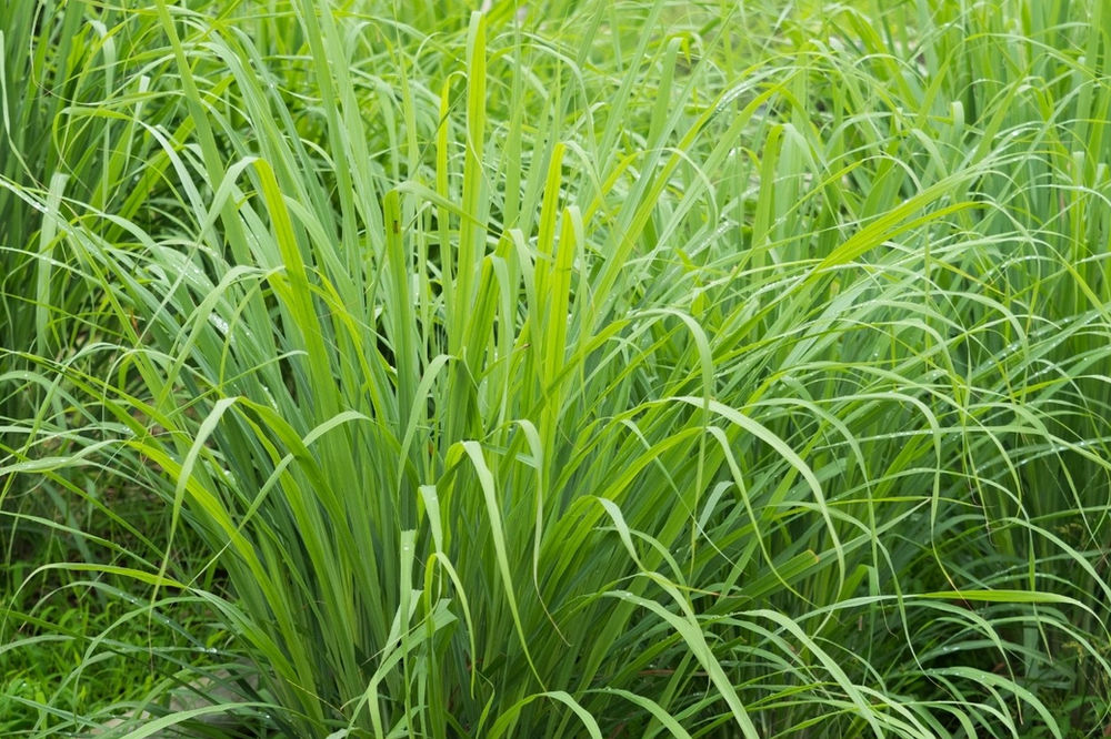 Capim-limão: uma planta de muitos nomes
