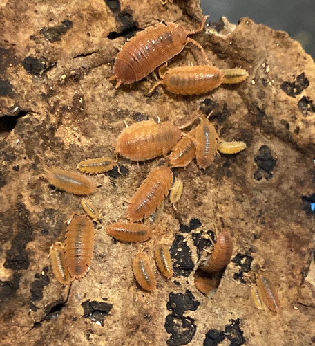 P. scaber (Giant Orange) | LGP Gecko