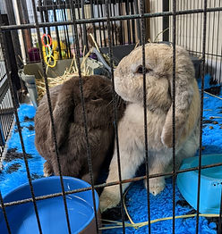 Rabbit rescue | Olinda | Rabbit Run-Away Orphanage