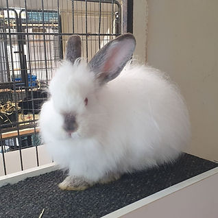 Rabbit rescue | Olinda | Rabbit Run-Away Orphanage