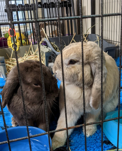Sponsor Saxon and Pudding | rabbitrunaway