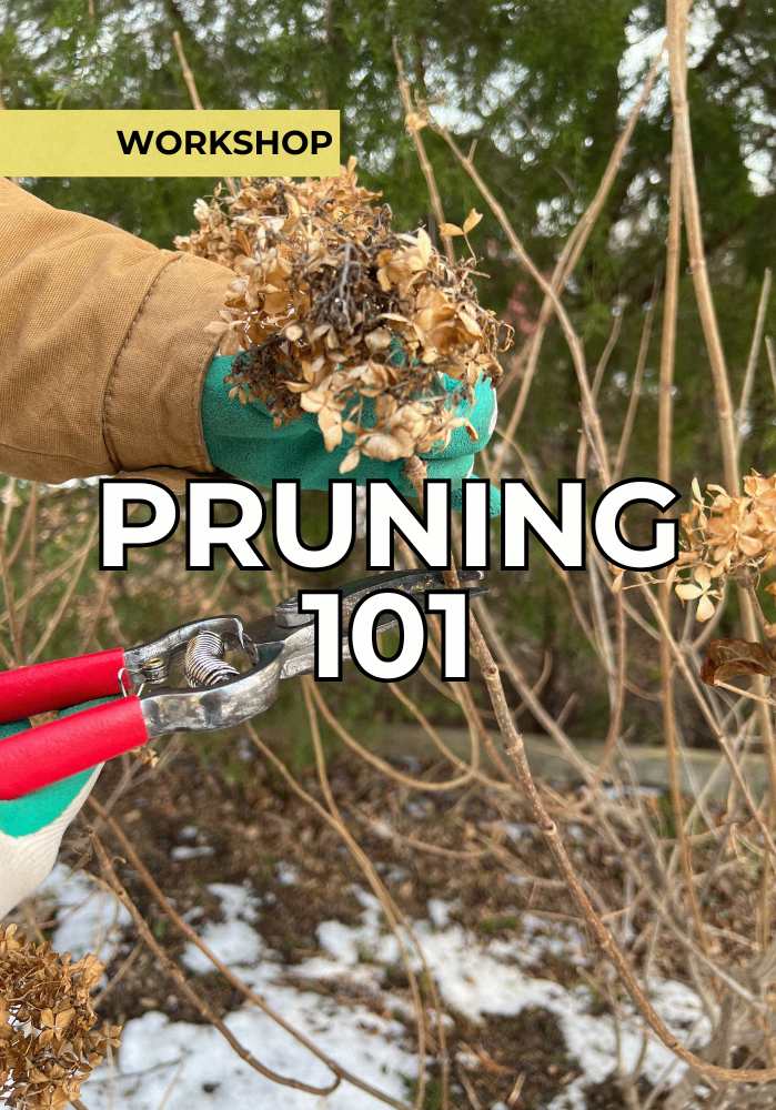 Pruning 101: Introduction to Proper Pruning Techniques | citygreen