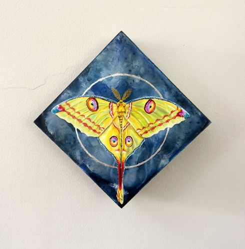 Comet | Maxine Shea Art