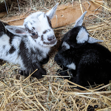 Milk Crates make the BEST Nest Boxes!