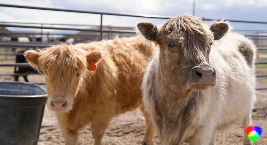 Lowe Family Farmstead | Kuna, ID