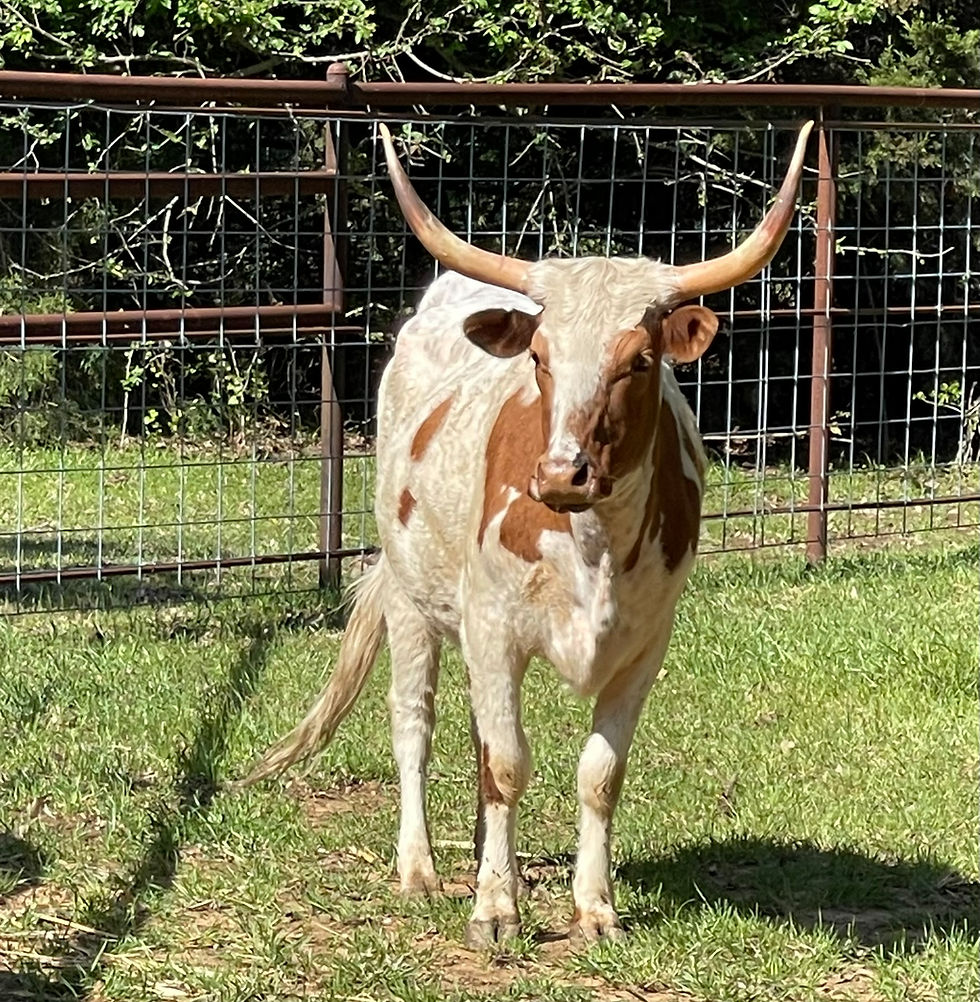 Mini Longhorn Cows | minilonghorns