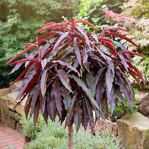 Prunus persica Ornamental Peach "Bonfire" #15 Container | Human ...