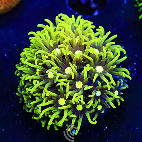 Green Star Polyps | Human Potential Labs