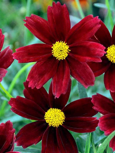 Coreopsis Tickseed Lil Bang "Red Elf" | Human Potential Labs
