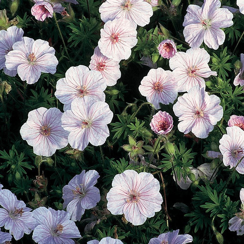 Geranium Cranesbill "Striatum" | Human Potential Labs