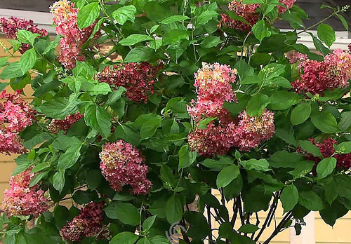 Hydrangea paniculata "Quick Fire" Tree Form | Human Potential Labs