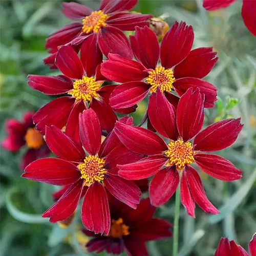 Coreopsis Tickseed Permathread "Red Satin" | Human Potential Labs