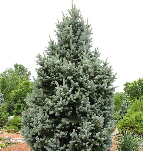 Picea Spruce pungens (Fastigiata) #5 B&B | Human Potential Labs