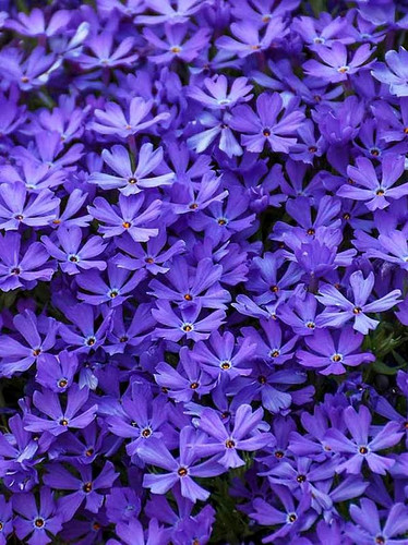 Phlox Hybrid Spring Phlox "Violet Pinwheels" | Human Potential Labs