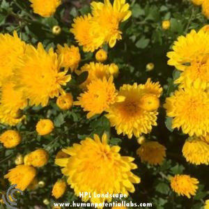 Chrysanthemums Mums "Gold Riot" | Human Potential Labs