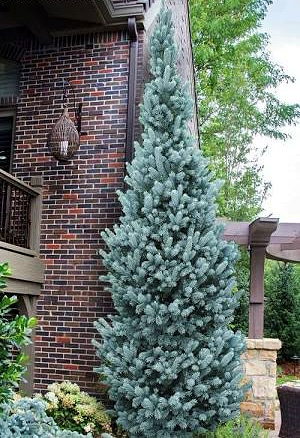 Picea Spruce pungens (Blue Totem) #5 B&B | Human Potential Labs