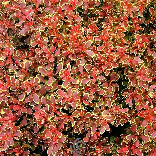 Berberis Barberry "Golden Ruby" | Human Potential Labs