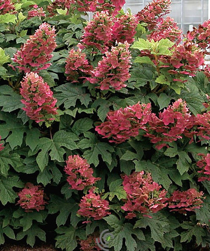 Hydrangea quercifolia (Ruby Slipper) #3 Container | Human Potential Labs