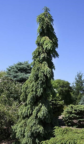Picea Spruce glauca "Pendula" (Weeping White Spruce) #7 B&B | Human ...