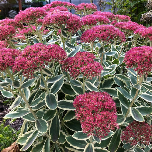 Sedum Stonecrop "Frosted Fire" | Human Potential Labs