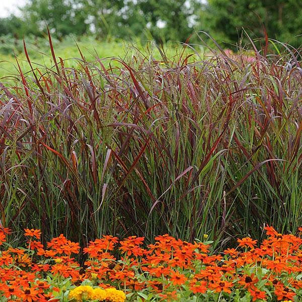 Grasses panicum "Ruby Ribbons" | Human Potential Labs