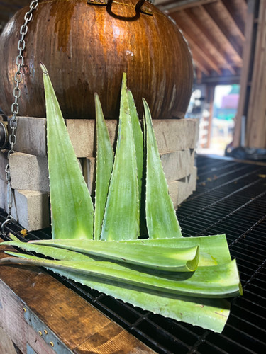 Aloe Hydrosol | MorningMystBotanics