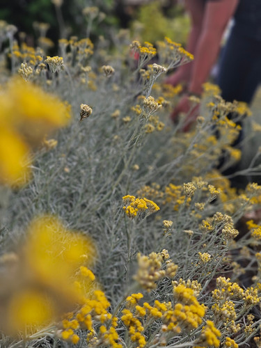 Helichrysum Hydrosol | MorningMystBotanics