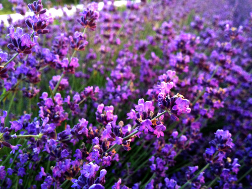 Lavender Infused Olive Oil | MorningMystBotanics