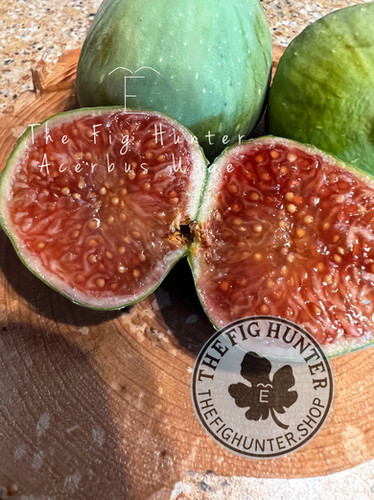 TFH 1753, Acerbus Uvae | The Fig Hunter