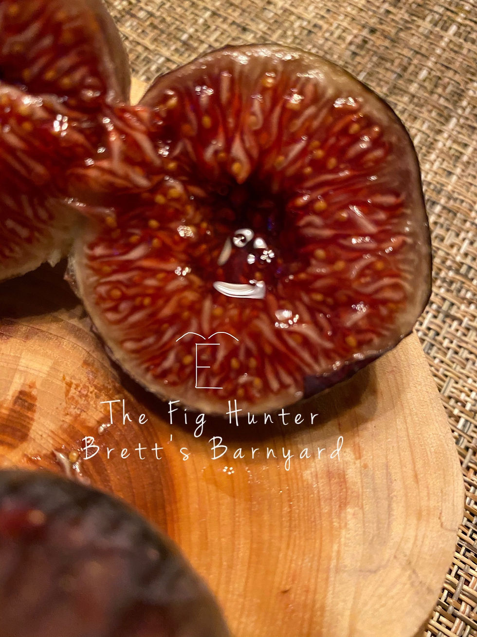 Common Figs | The Fig Hunter