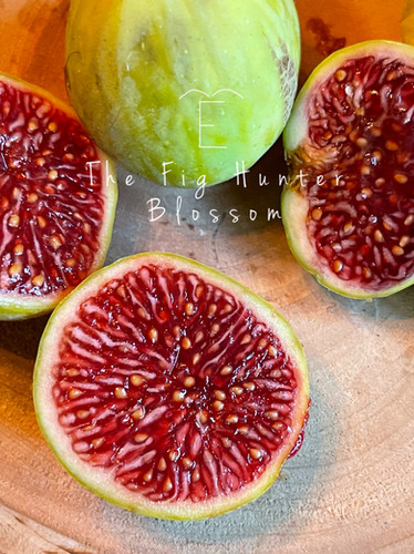 TFH 499, Tehama Blossom | The Fig Hunter
