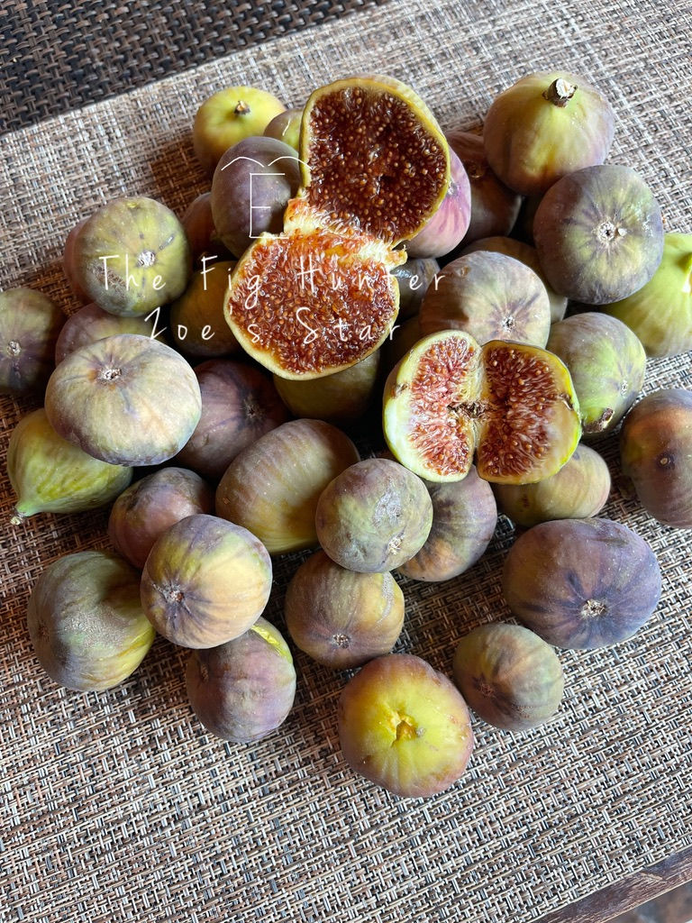 Red/Brown/Black Figs | The Fig Hunter