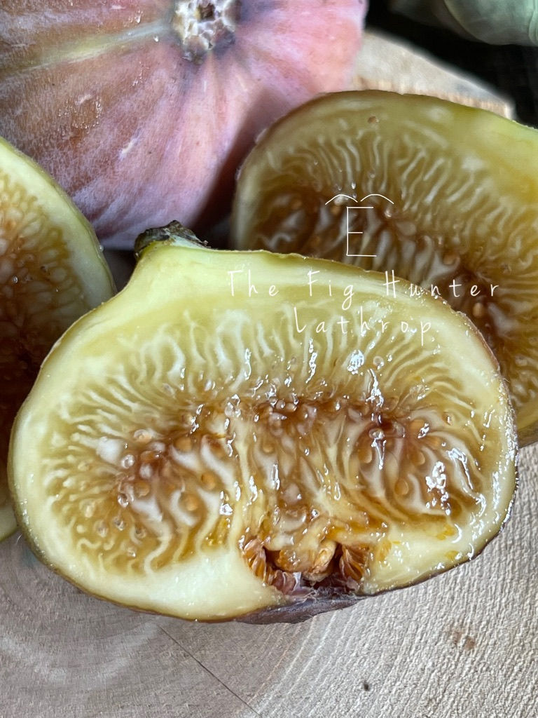 Shop All | The Fig Hunter 2/4