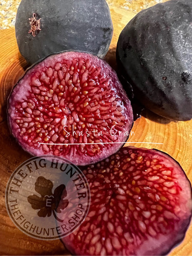 TFH 547, Shasta Cranberry | The Fig Hunter